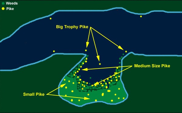 Best Tips For Catching Northern Pike In 2025 - Outdoorsity