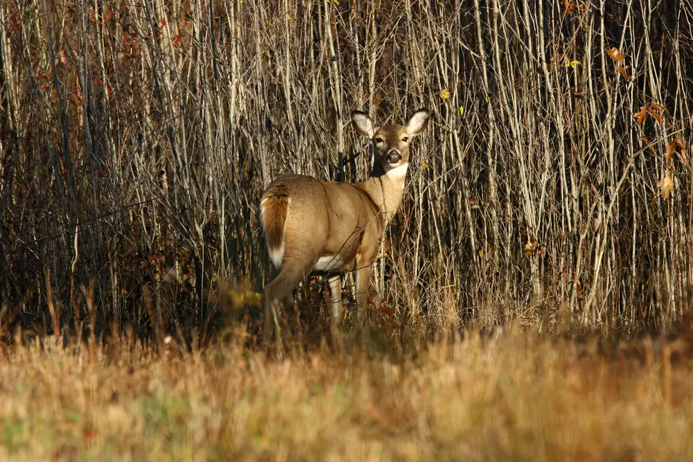 Where To Shoot A Deer With A Bow 2025 - Outdoorsity