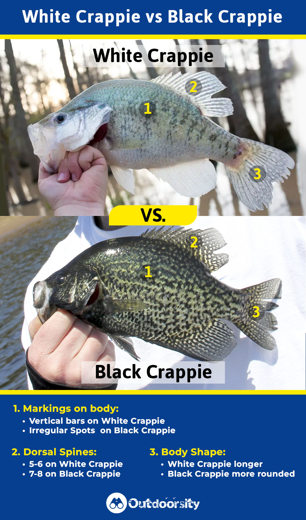 Crappie Fishing Tips 2026 - How to Improve Your Crappie Fishing