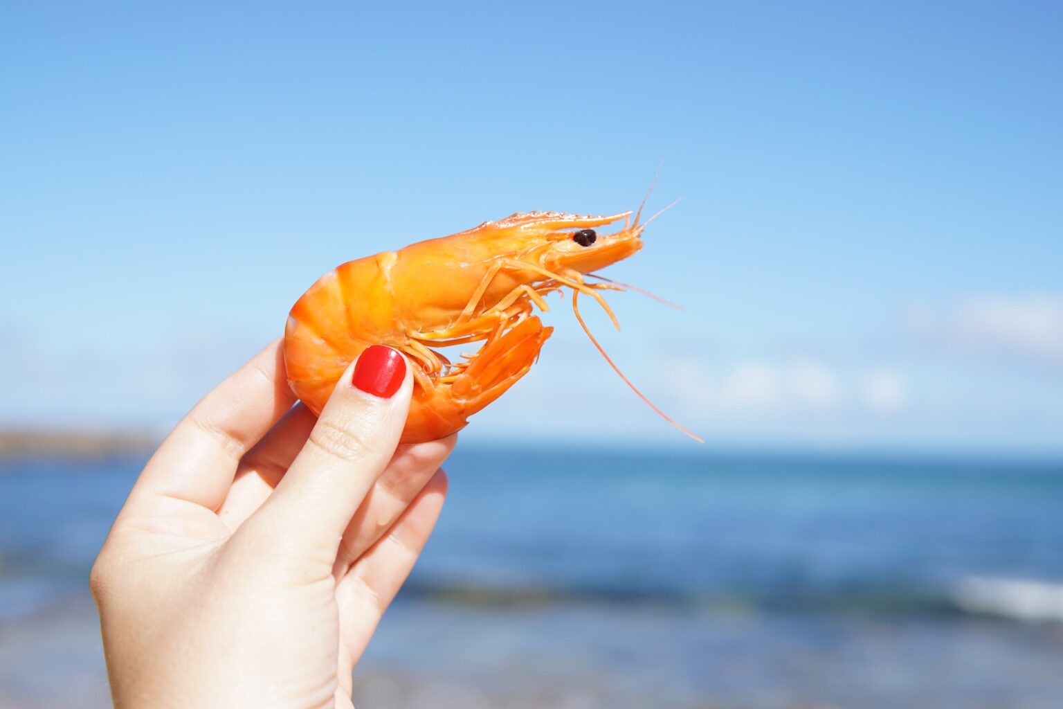 How To Fish With Shrimp - 2025 Guide - Outdoorsity