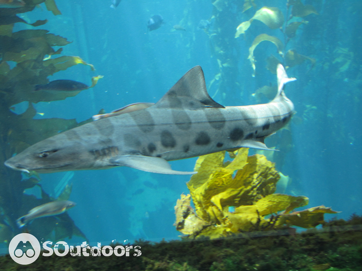Leopard Shark Fishing Tips For 2025 - Outdoorsity