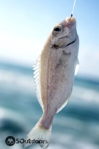 Surf Perch Fishing Guide 2025 - Outdoorsity