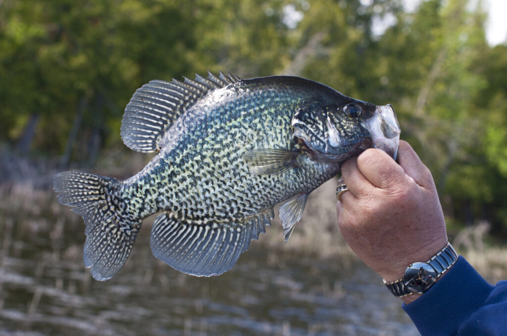 Crappie Fishing US Places For 2026 - Outdoorsity